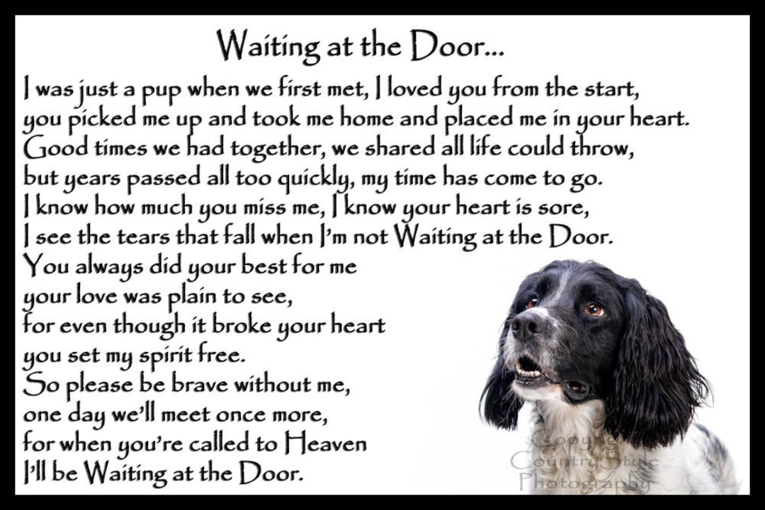 Springer Spaniel Pet Dog Memorial Bereavement Sympathy Magnetic Card ...