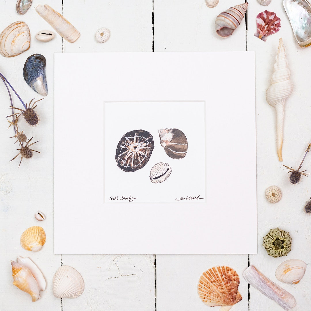 Found Shell Study Art Print - Etsy