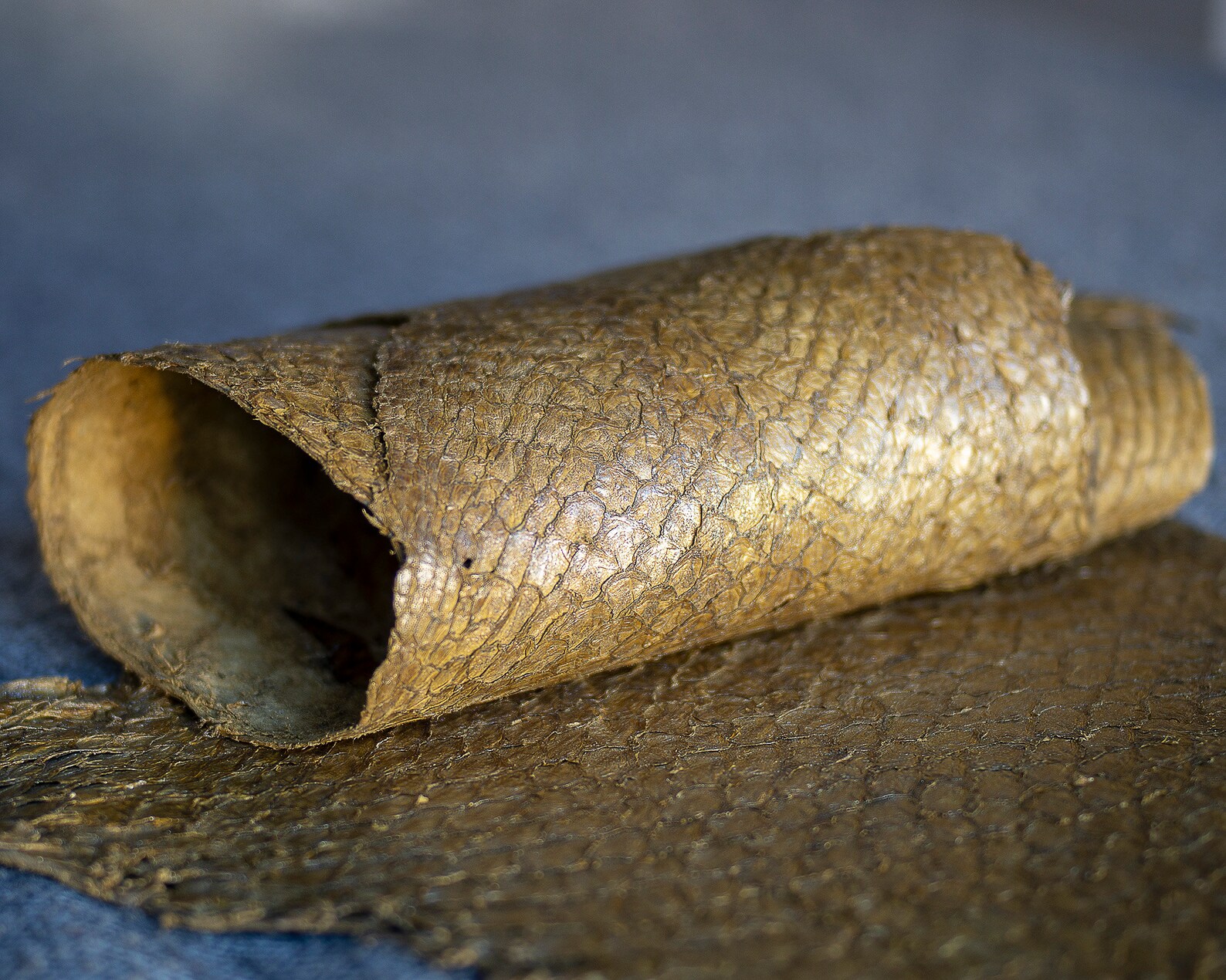 Salmon Fish Leather From Iceland Handcraft Decoration Lava - Etsy