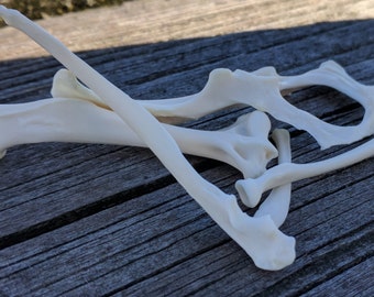 Real animal bones | Etsy