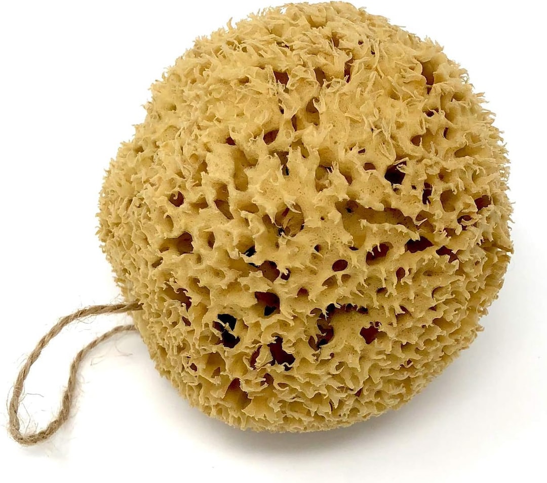 22-24cm Giant Natural Sponges From the Ocean Real Sea Sponge Whole ...