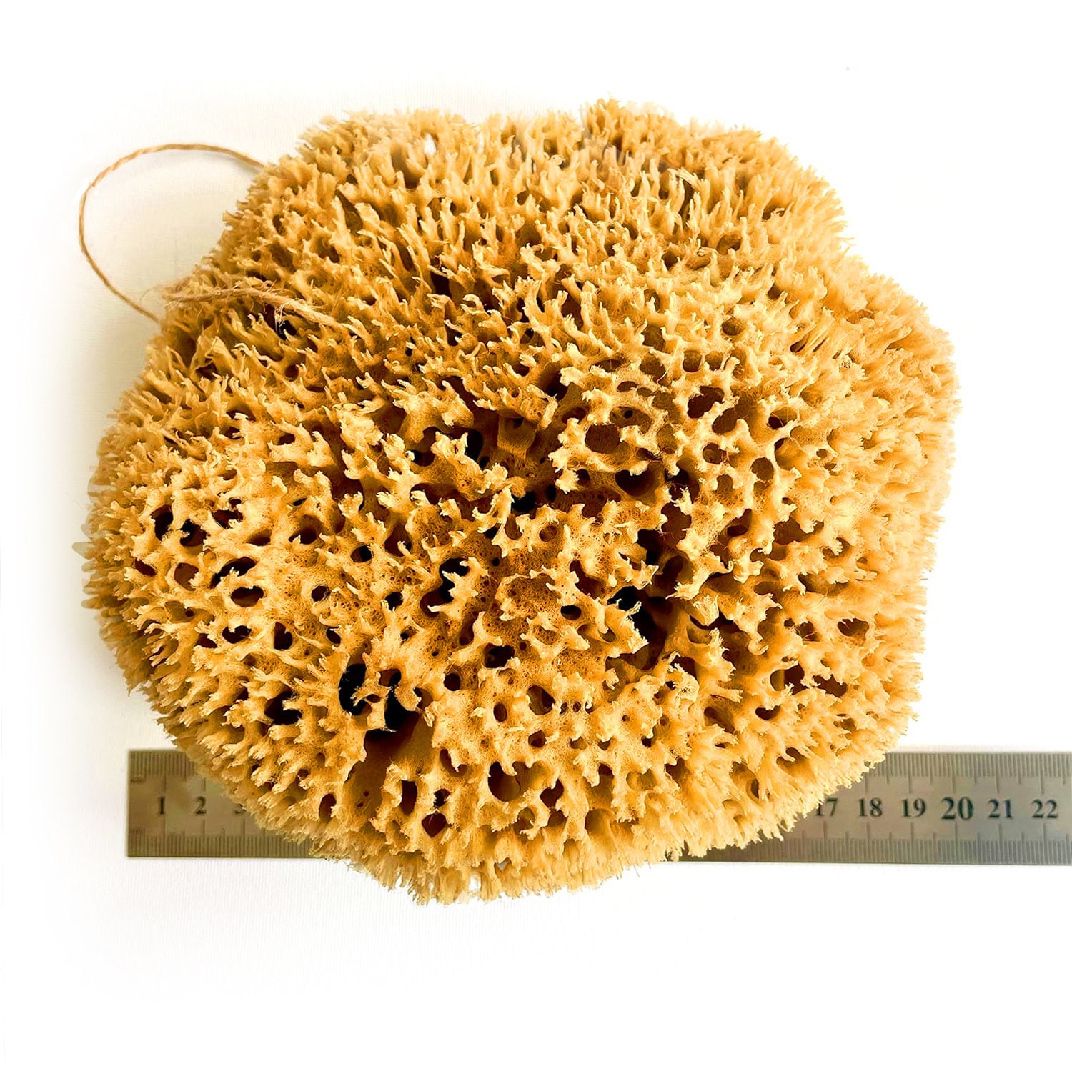 18-20CM Sea Sponges From the Ocean - Natural Sponge XXL (18-20cm) - Etsy
