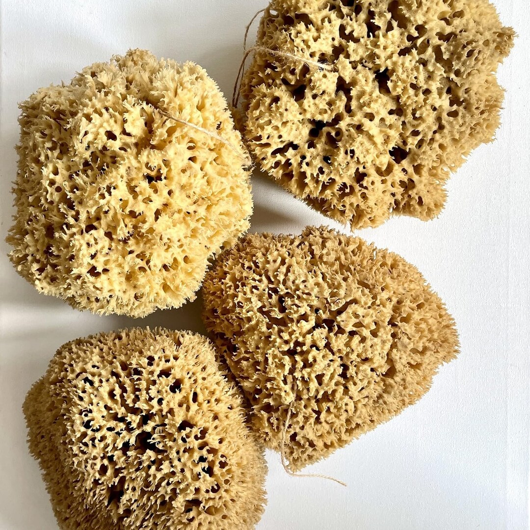 18-20cm Sea Sponges From the Ocean Natural Sponge XXL - Etsy