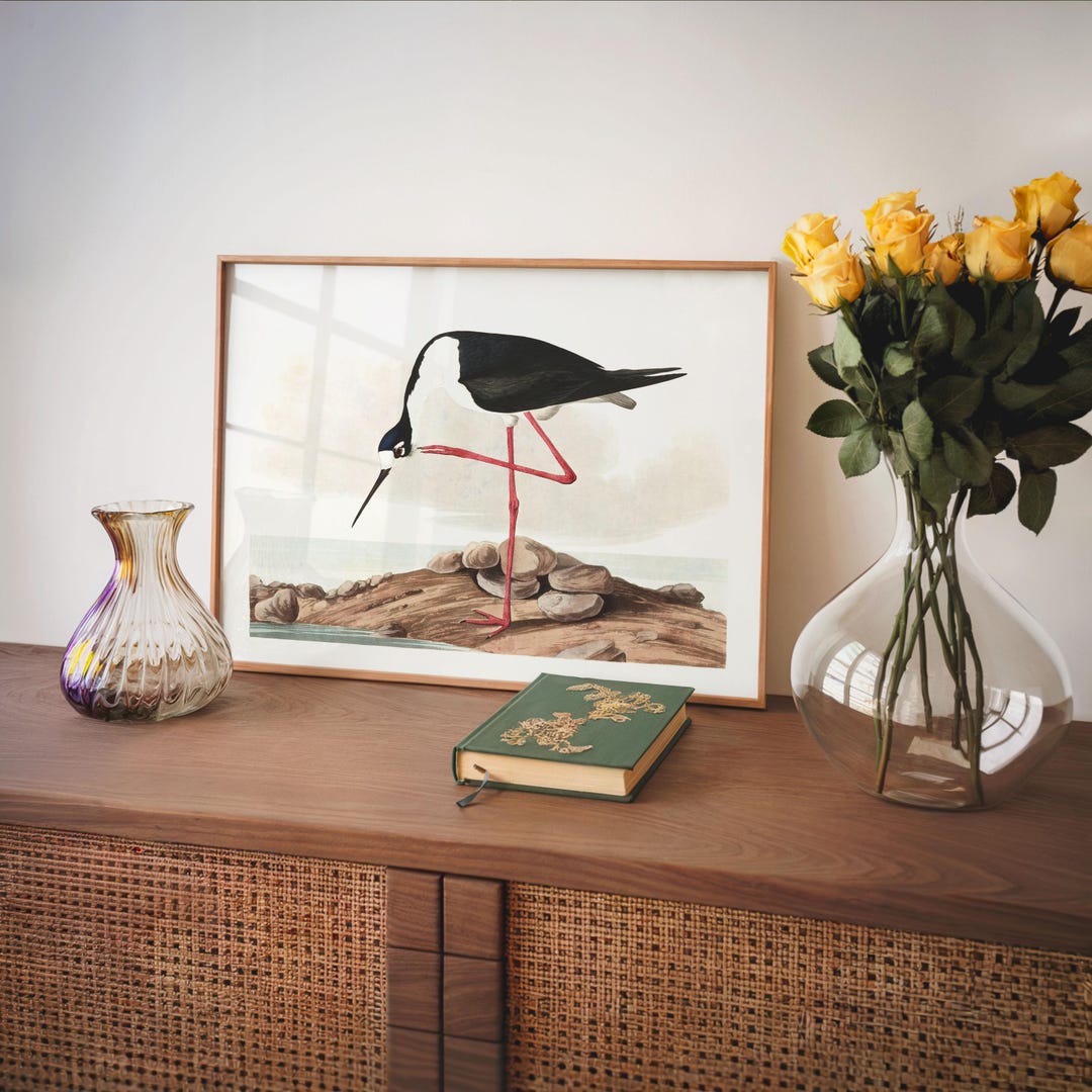 Long-legged Avocet Bird Art Print: Coastal Wall Decor - Etsy