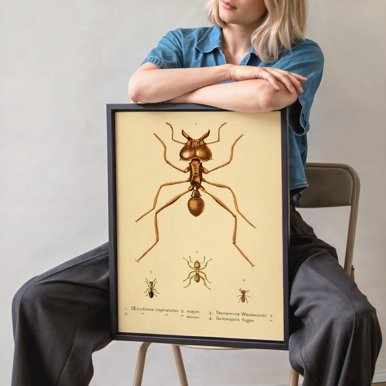 Vintage Ants Poster Print: Science Wall Art - Etsy