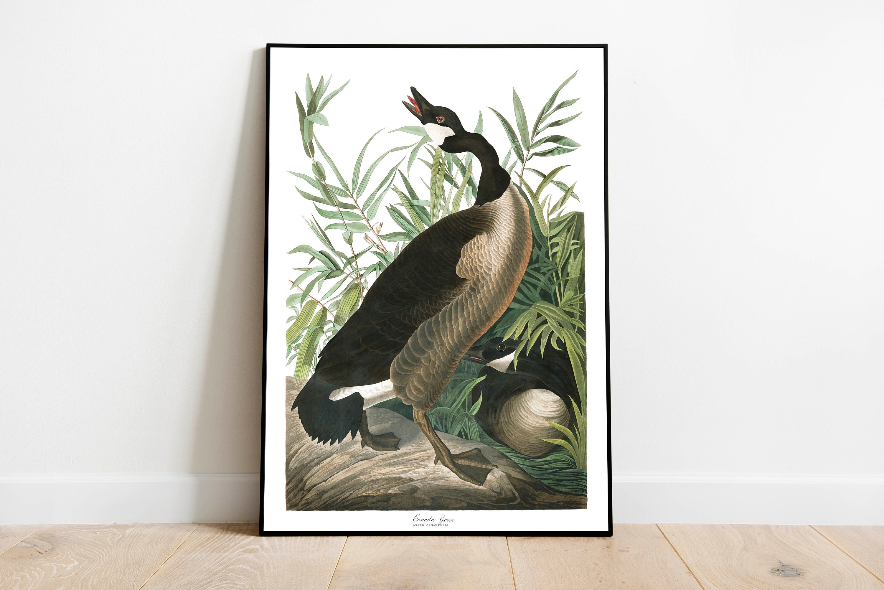 Vintage Bird Art Prints Bird Poster Framed Print Bird Art | Etsy