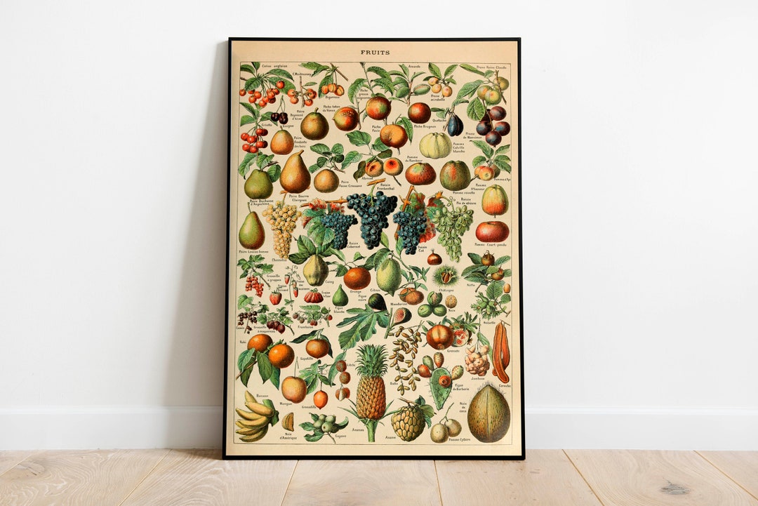 Fruits Chart Fruits Diagram Fruits Chart Poster Biology - Etsy UK