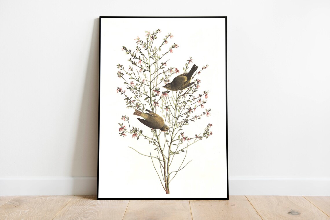 Vintage Bird Art Prints Bird Poster Framed Print Bird Art - Etsy