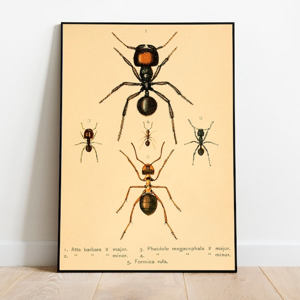 Ants - Etsy