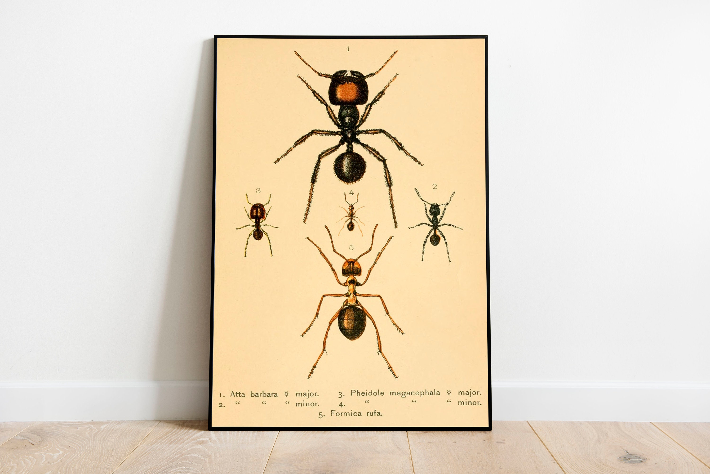 Ants Poster Print Vintage Science Print Animal Prints Wall - Etsy