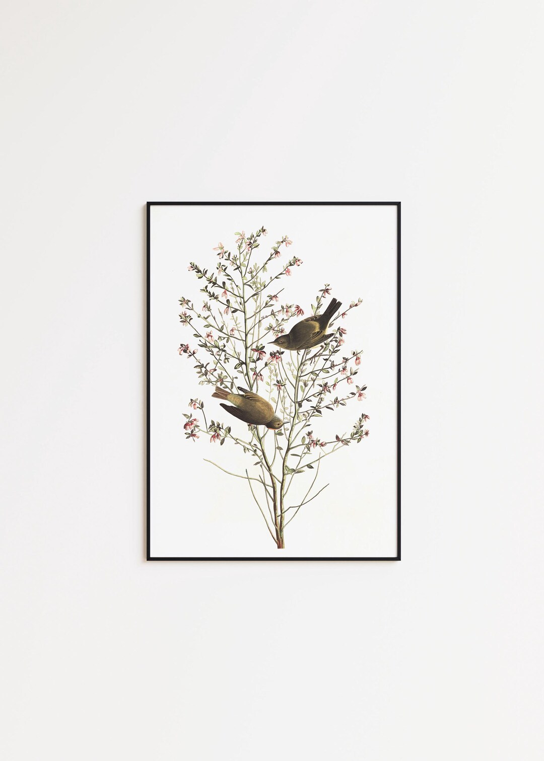Orange Crowned Warbler Bird Art Print: Framed Poster or Canvas Wall Art ...