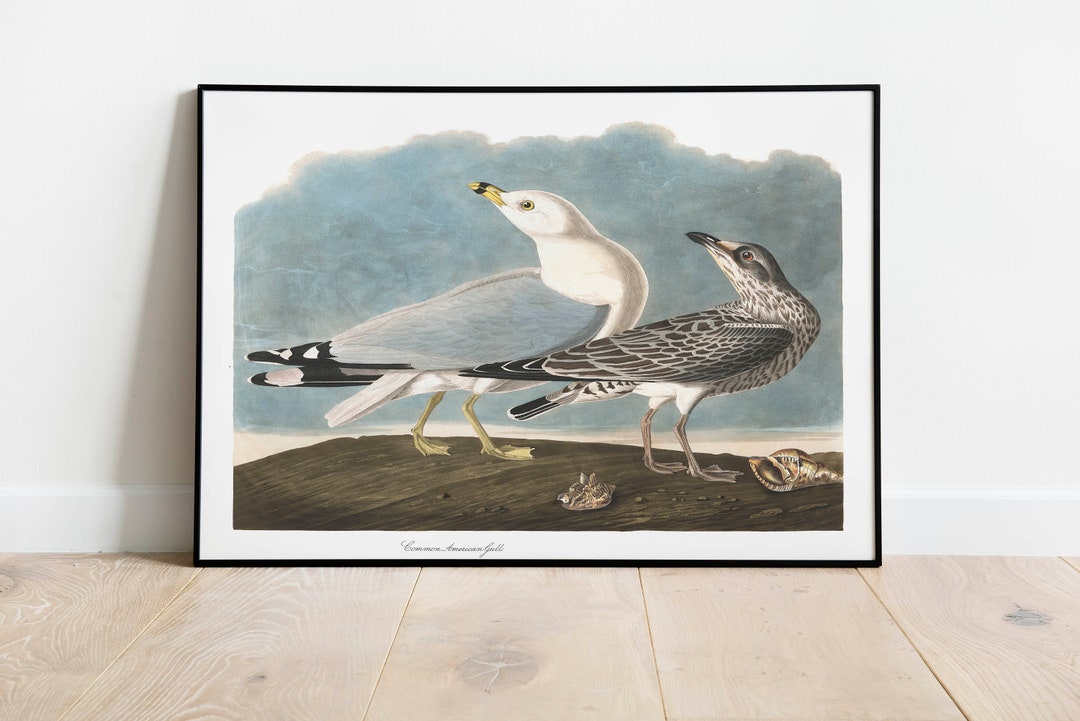 Vintage Bird Art Prints| Bird Poster| Framed Print| Bird Art| Art ...