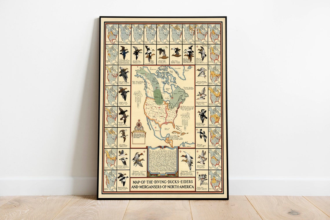 Map of the Diving Ducks Eiders and Mergansers of North America - Etsy