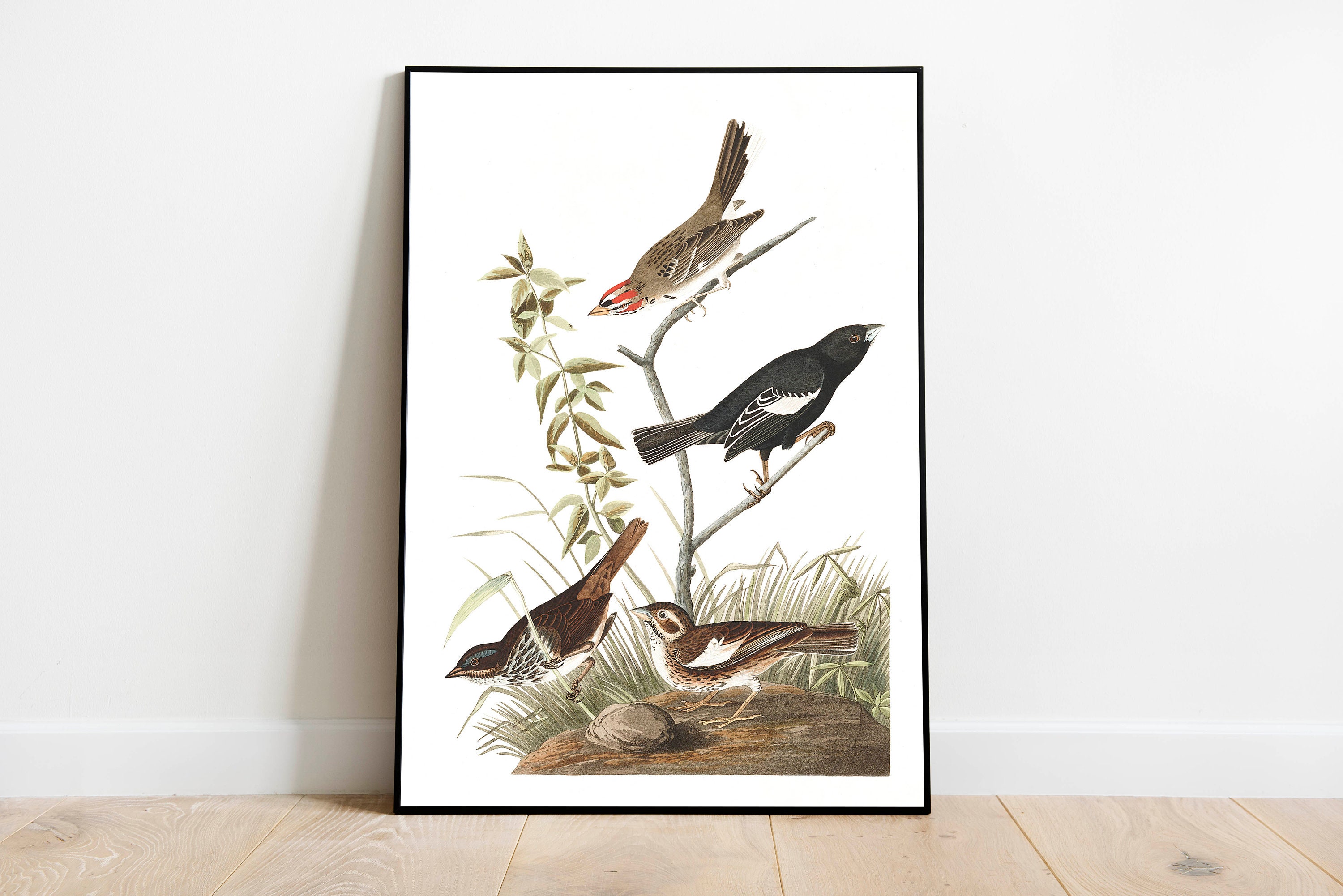 Vintage Bird Art Prints Bird Poster Framed Print Bird Art - Etsy UK