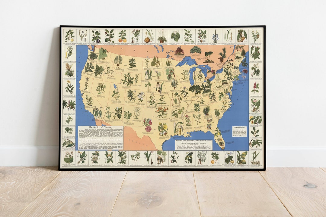 Vintage Medicinal Plant Map of USA: Early 1900s Pharmacy Decor - Etsy