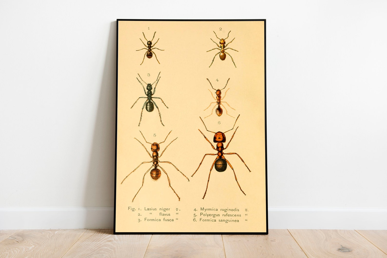 Ants Poster Print Vintage Science Print Animal Prints Wall - Etsy