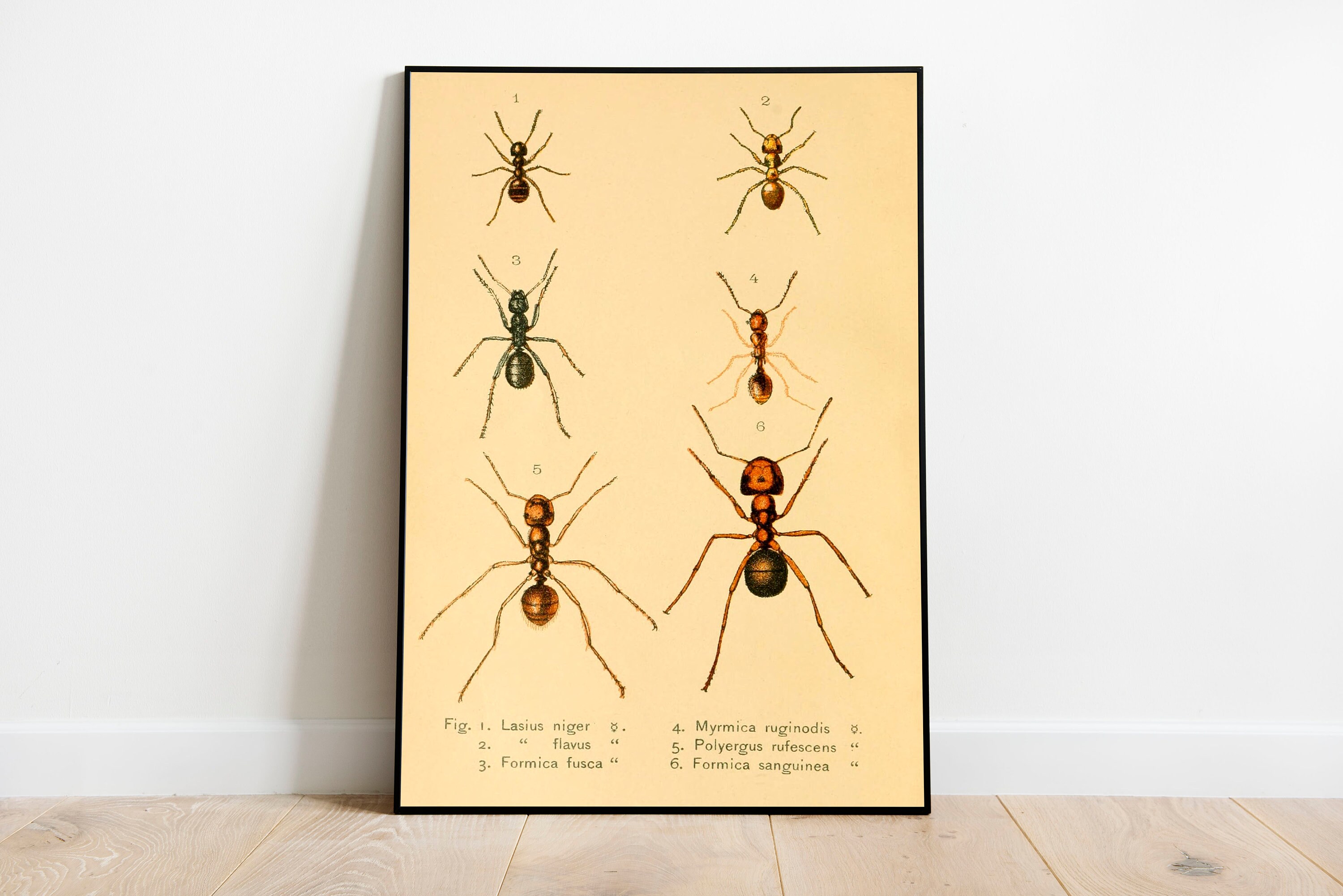 Ants Poster Print Vintage Science Print Animal Prints Wall - Etsy
