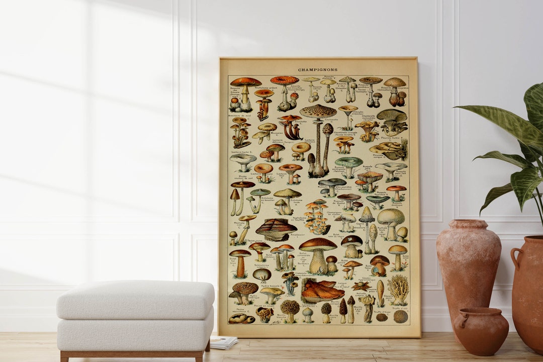 Mushroom Poster| Mushroom Diagram| Fungus Poster| Mushroom Print ...