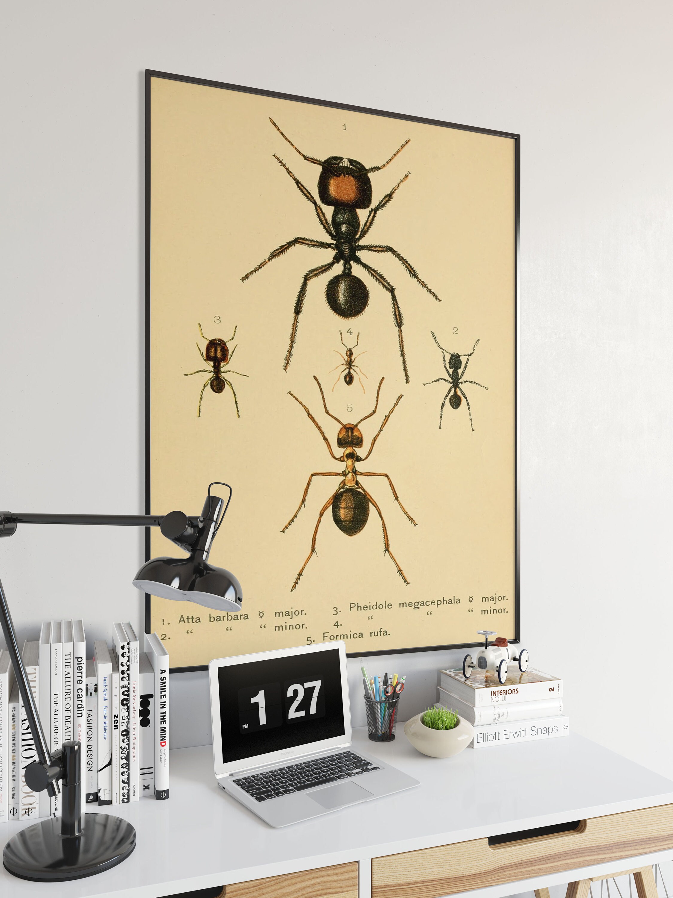 Ants Poster Print Vintage Science Print Animal Prints Wall - Etsy