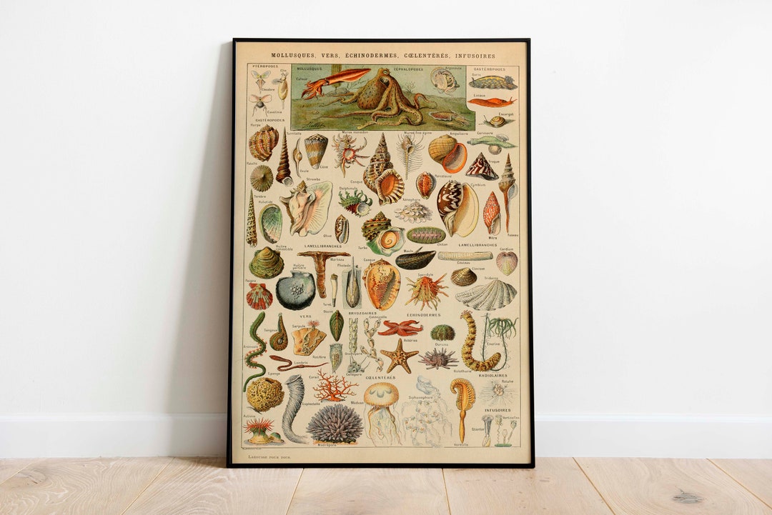 Sea Creature Poster Print| Vintage Science Print| Animal Prints| Wall ...