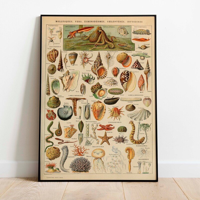 Sea Creatures - Etsy UK