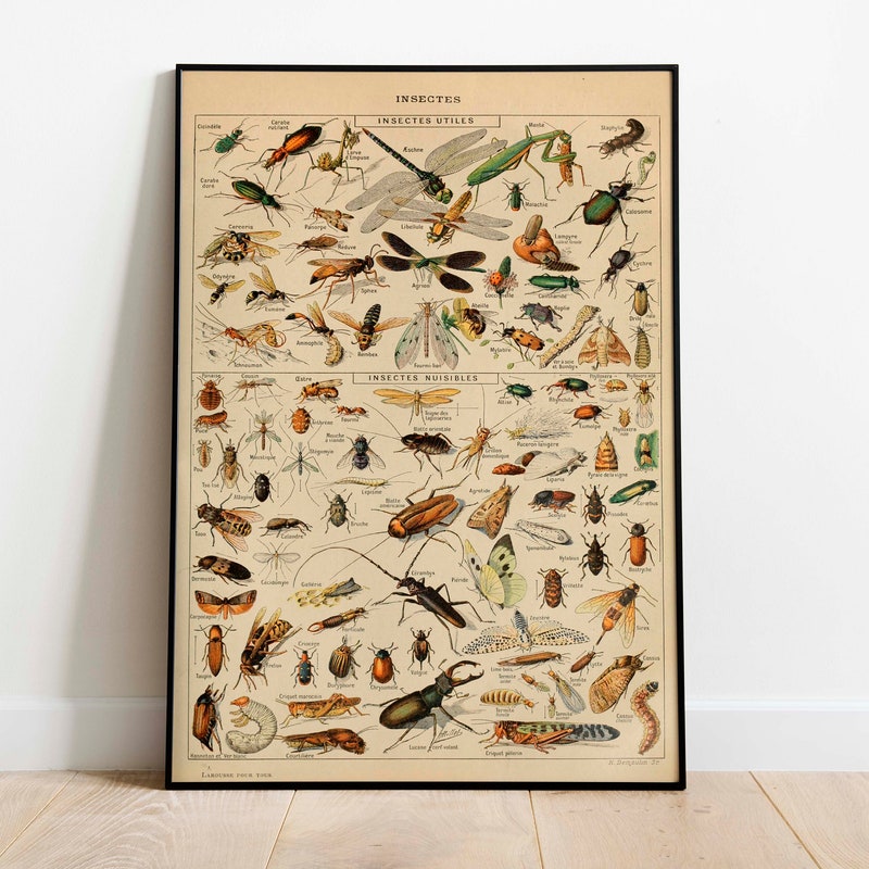 Insect Poster - Etsy