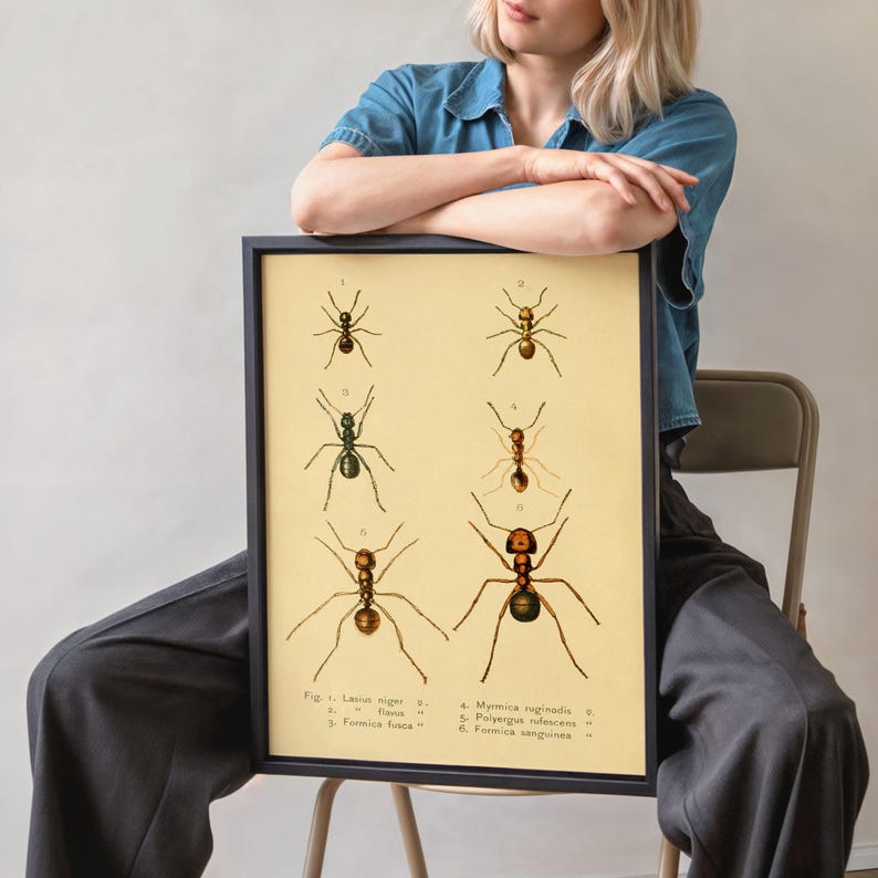 Vintage Ants Science Poster Print: Entomology Wall Art - Etsy