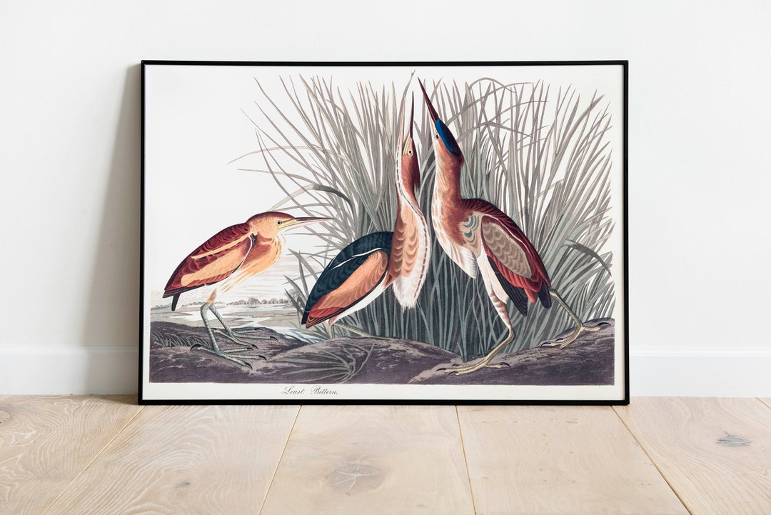 Vintage Bird Art Prints Bird Poster Framed Print Bird Art Art Canvas ...