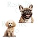 Dog Breeds Clipart, Dog Breeds Clip Art Bundle, Pet Dog Clipart, Dog ...