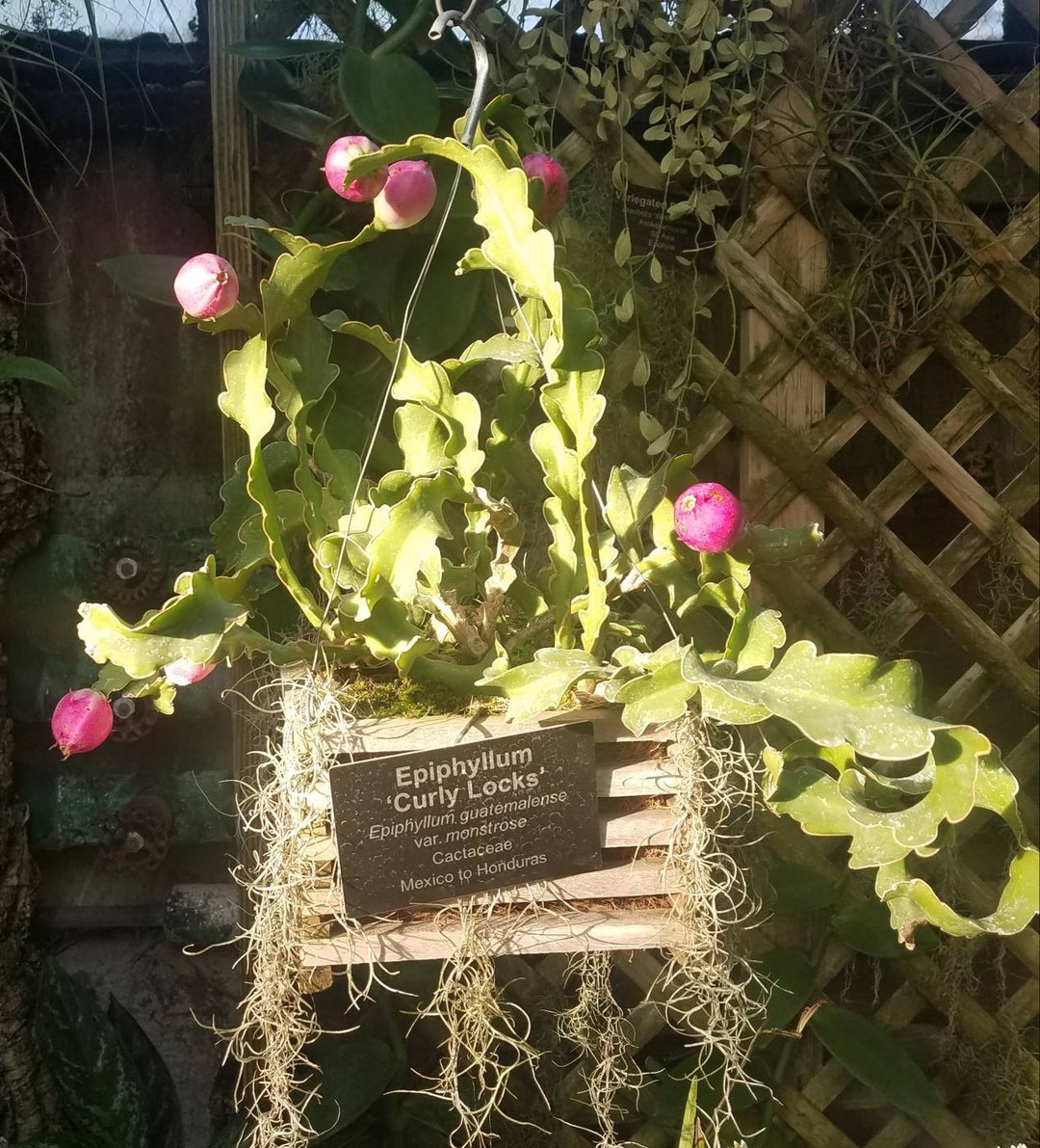 Houseplant Orchid Cactus Cereus Curly Pink Epiphyllum Plants Live Plant ...