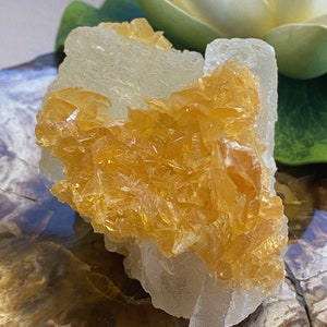 Gypsum Var. Orange Gemmy Bladed Selenite and Halite Crystal Cluster ...