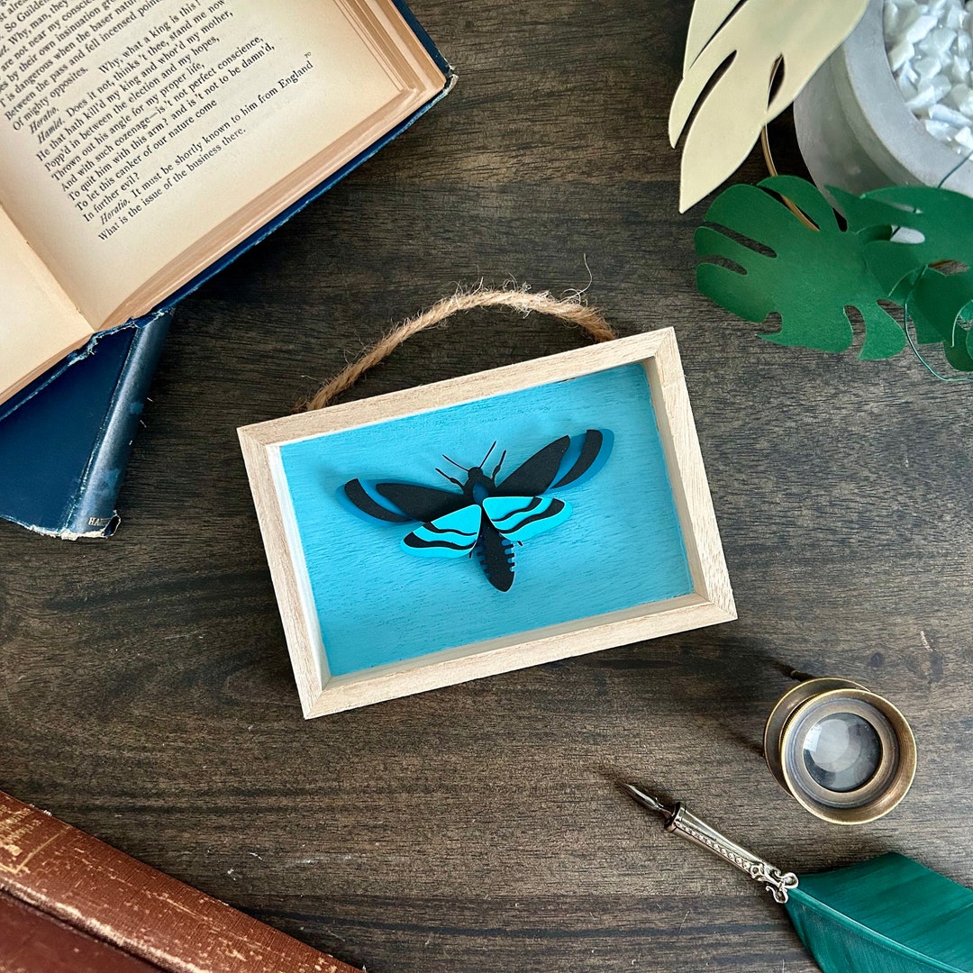 Papercut Moth | Entomology Art | Paper Sculpture | Framed Wall Art ...
