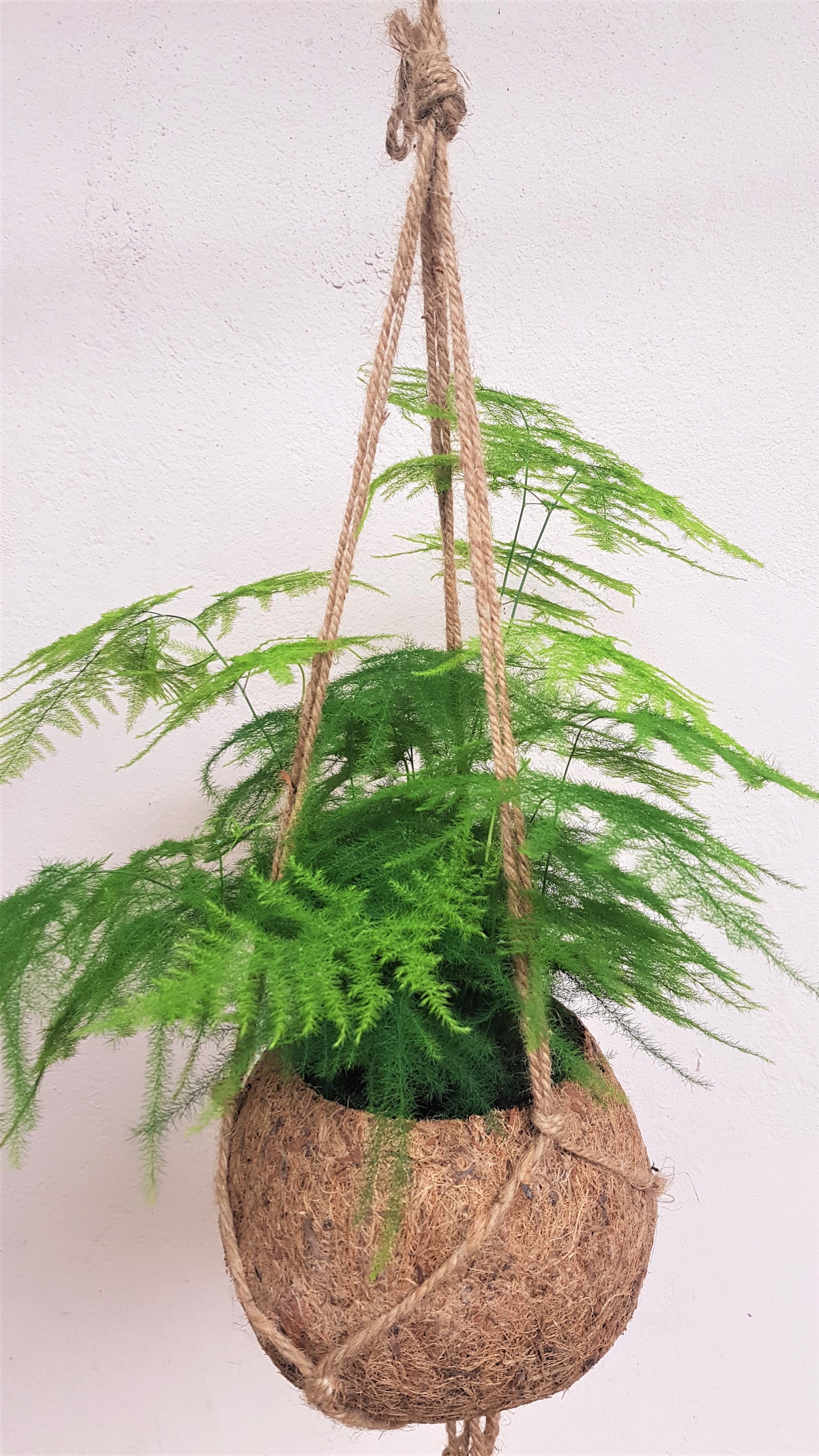 Asparagus Fern Kokodama Hanging Planter Plant Kokodama Pot - Etsy UK