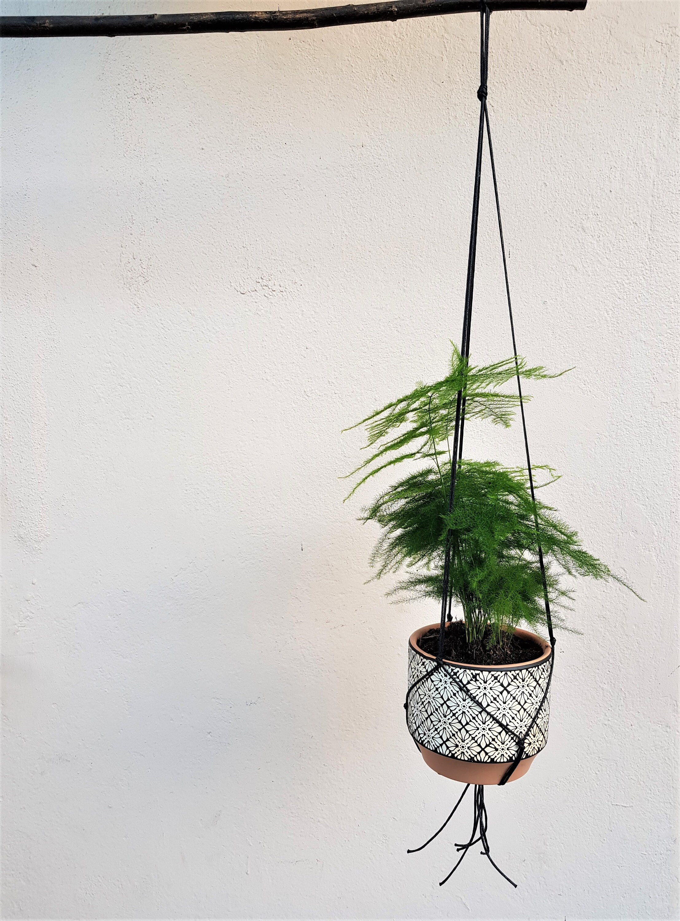 Asparagus Fern Kokodama Hanging Planter Plant Kokodama Pot - Etsy UK