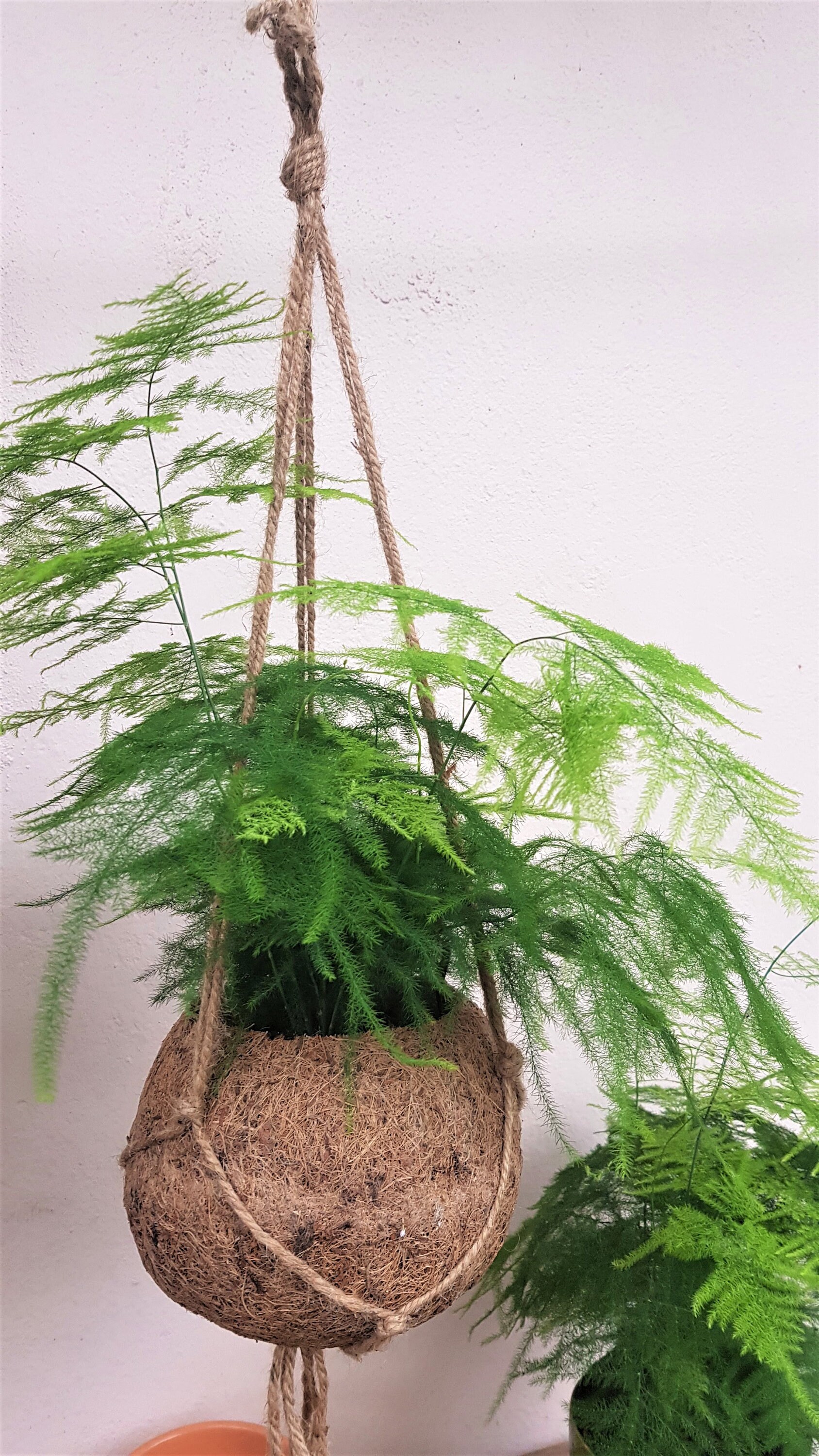 Asparagus Fern Kokodama Hanging Planter Plant Kokodama Pot - Etsy UK