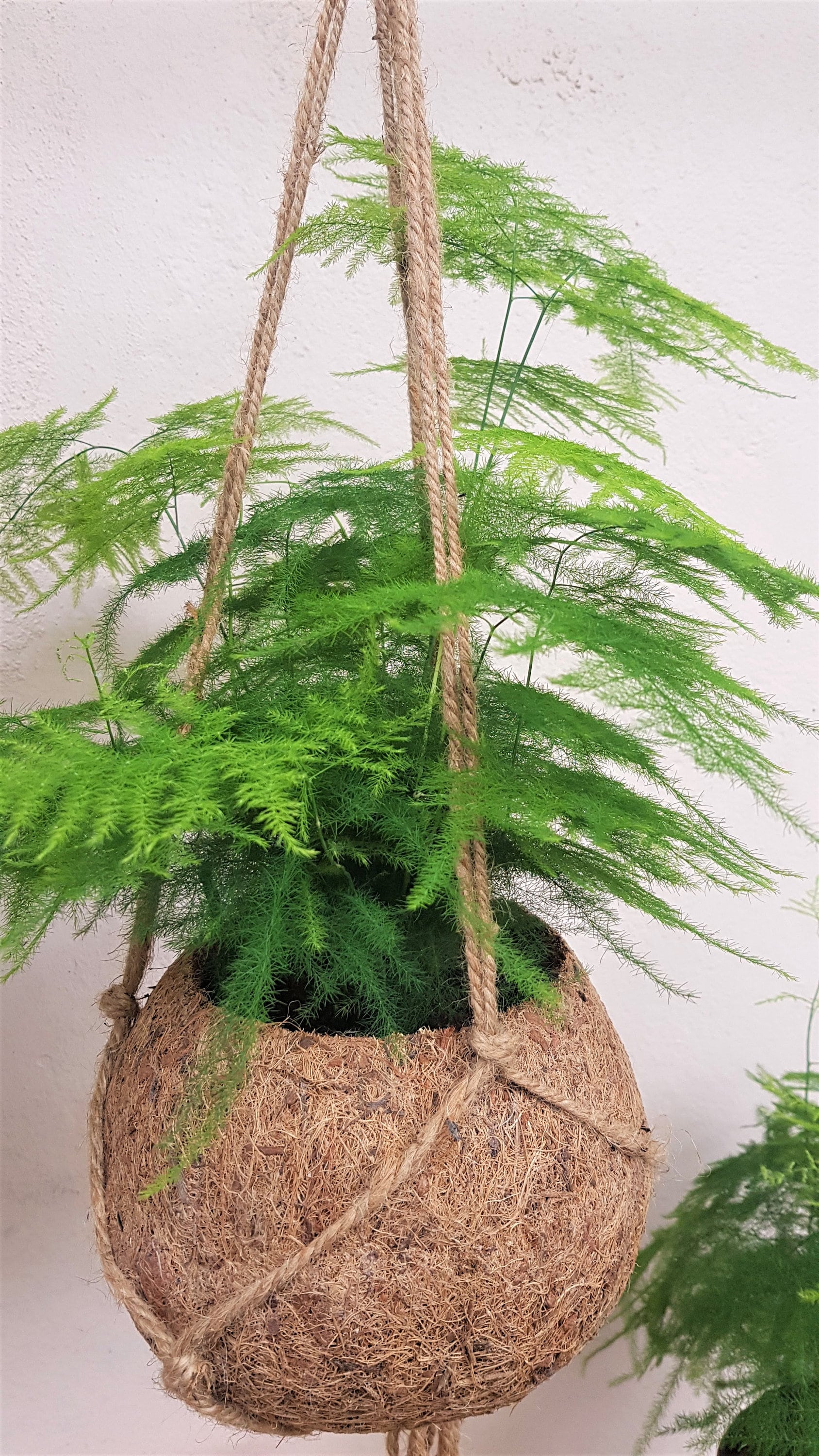 Asparagus Fern Kokodama Hanging Planter Plant Kokodama Pot - Etsy UK