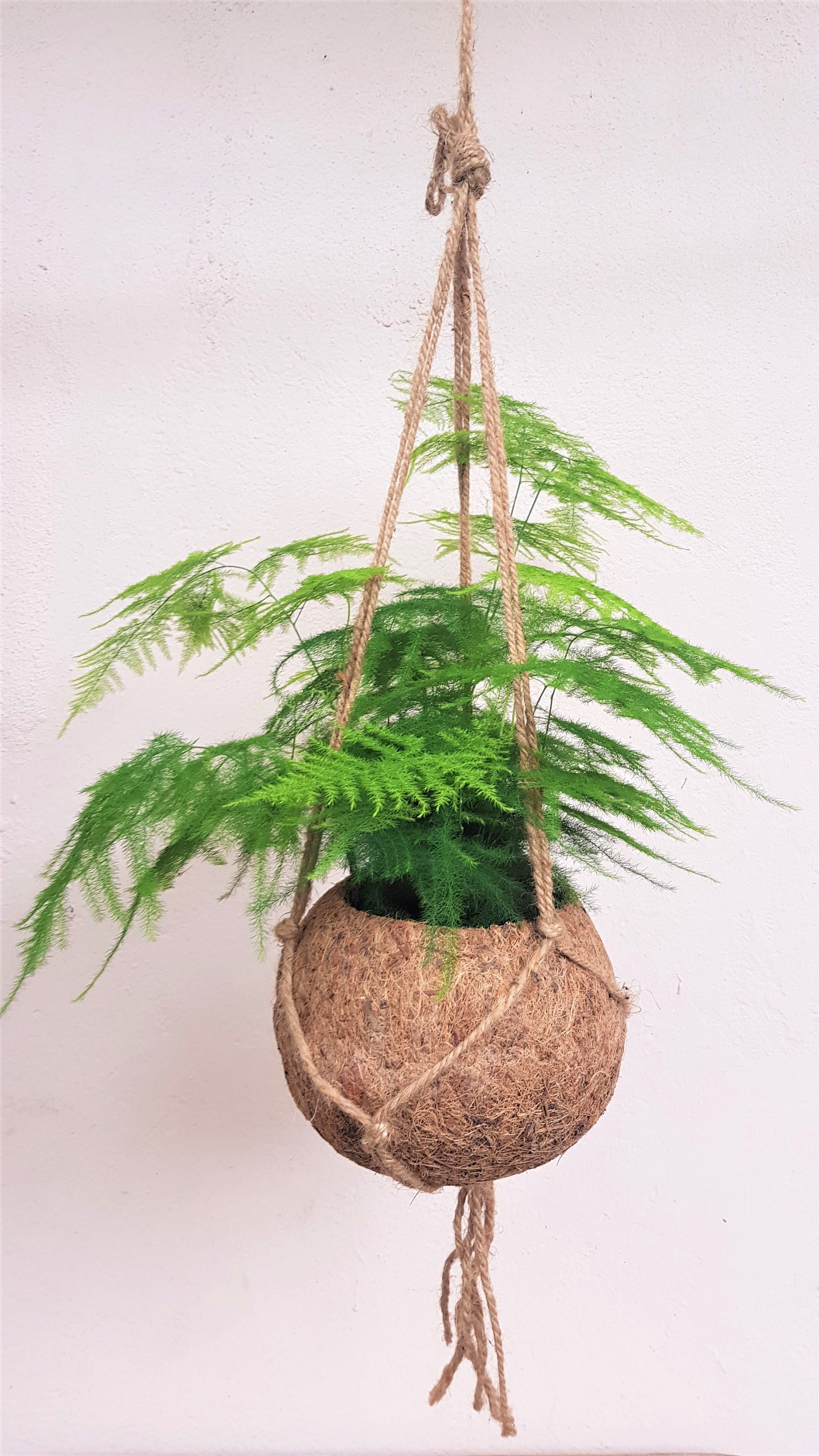 Asparagus Fern Kokodama Hanging Planter Plant Kokodama Pot - Etsy UK