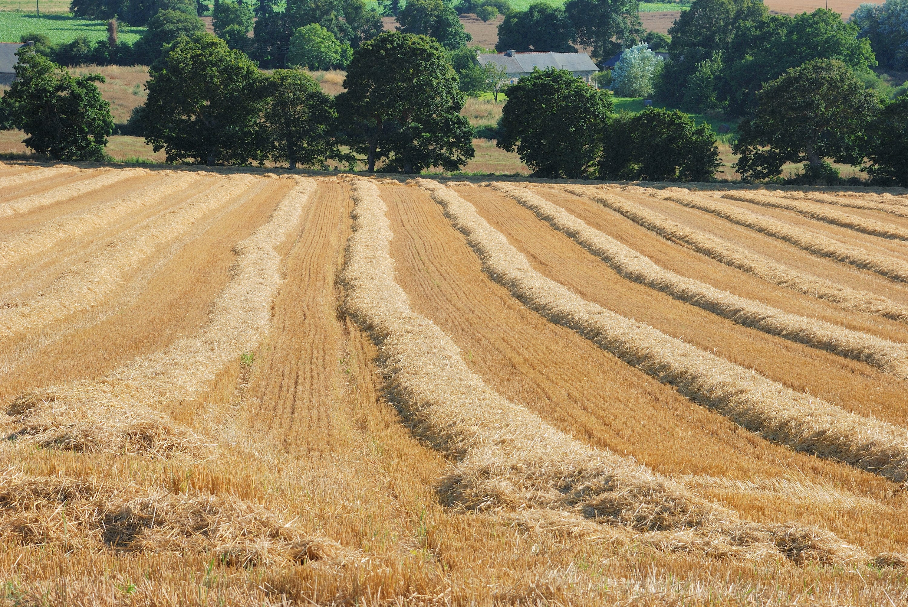 100 Percent Natural Wheat Straw 4lbs 8lbs or 12lbs - Etsy