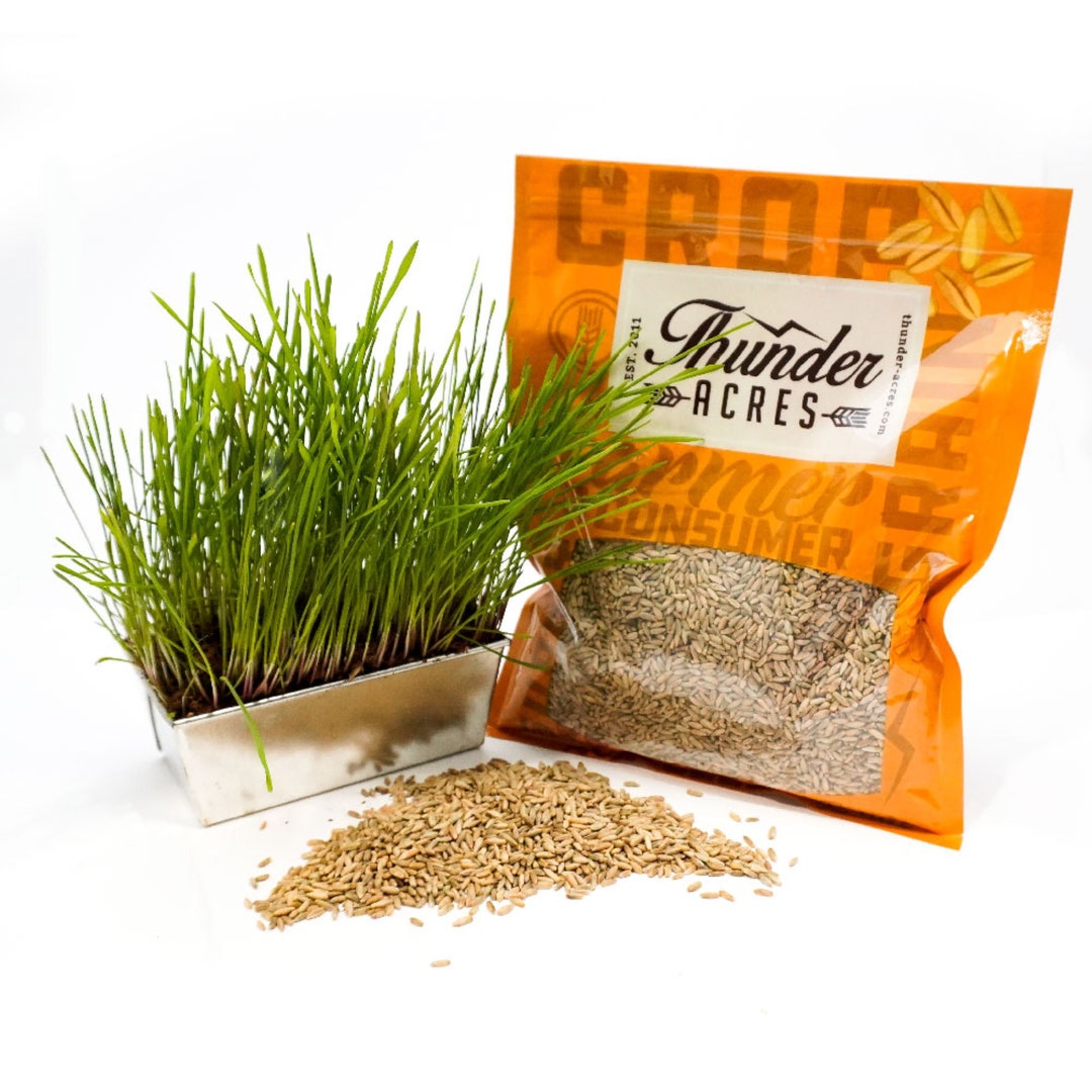 Thunder Acres Organic Winter Rye Seeds, Non-gmo - Etsy