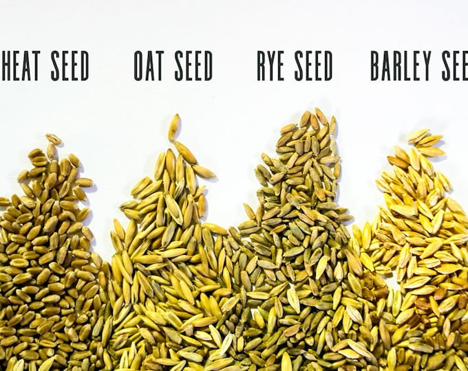 Thunder Acres Barley Seed - Certified Organic - Non-gmo - Etsy