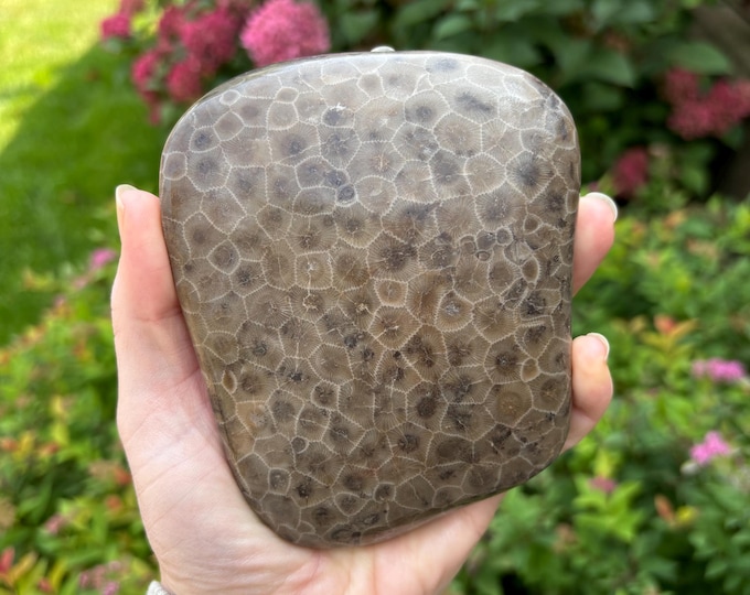 GREAT Patterned Petoskey Stone! - Etsy