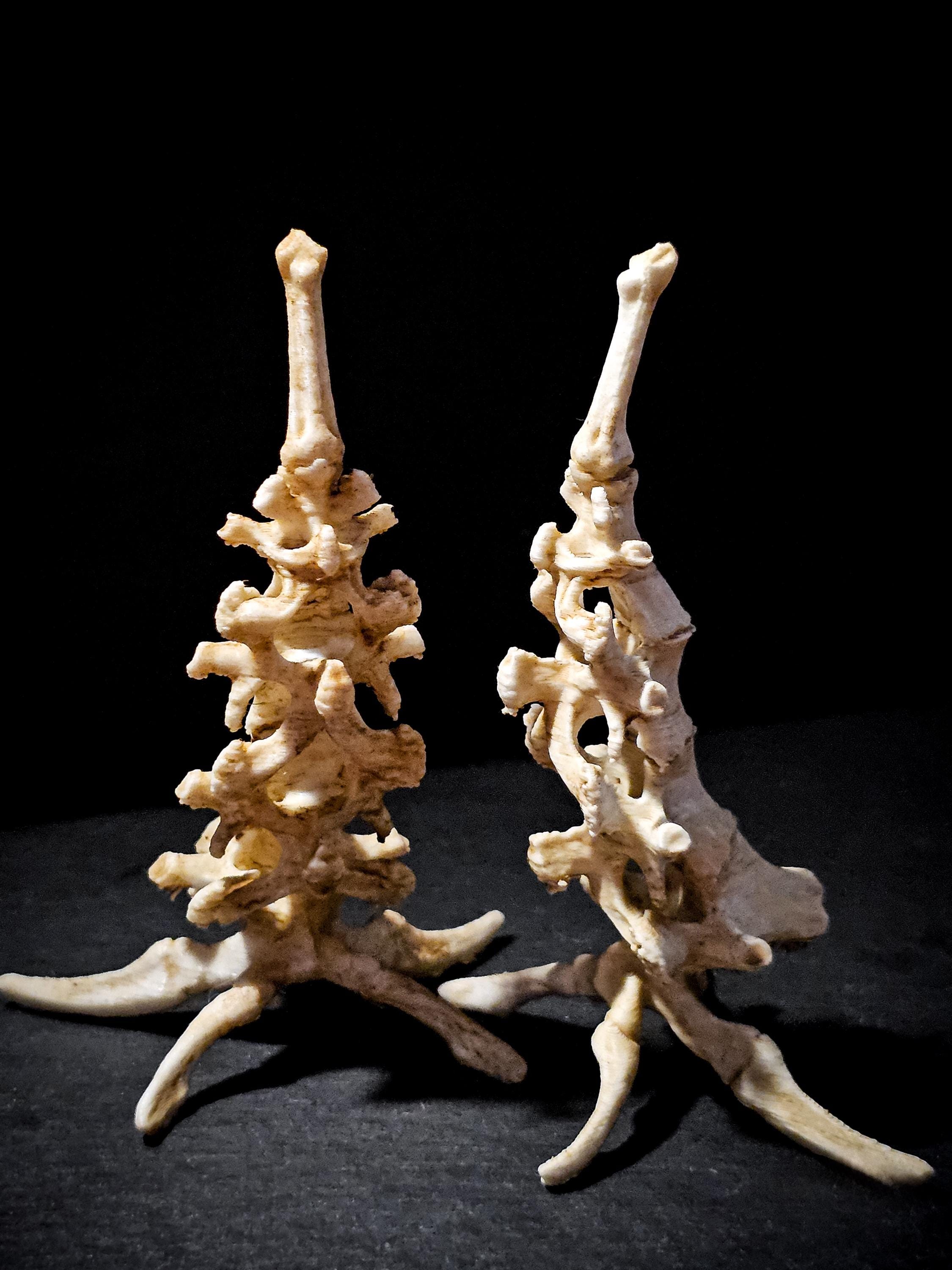Spinal Ring Stand | Vertebrae Jewelry Display | Skeleton Ring Holder ...
