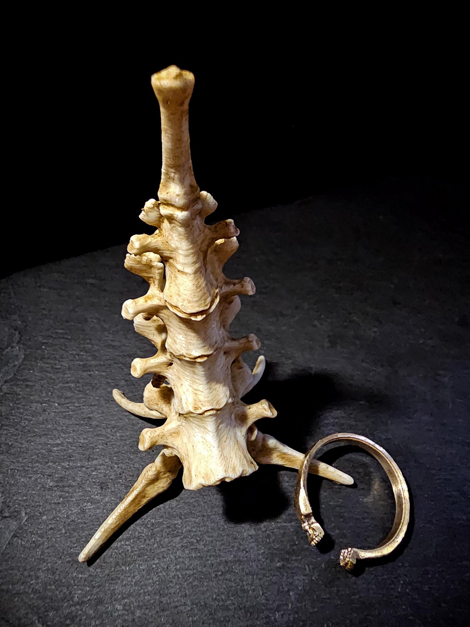 Spinal Ring Stand | Vertebrae Jewelry Display | Skeleton Ring Holder ...