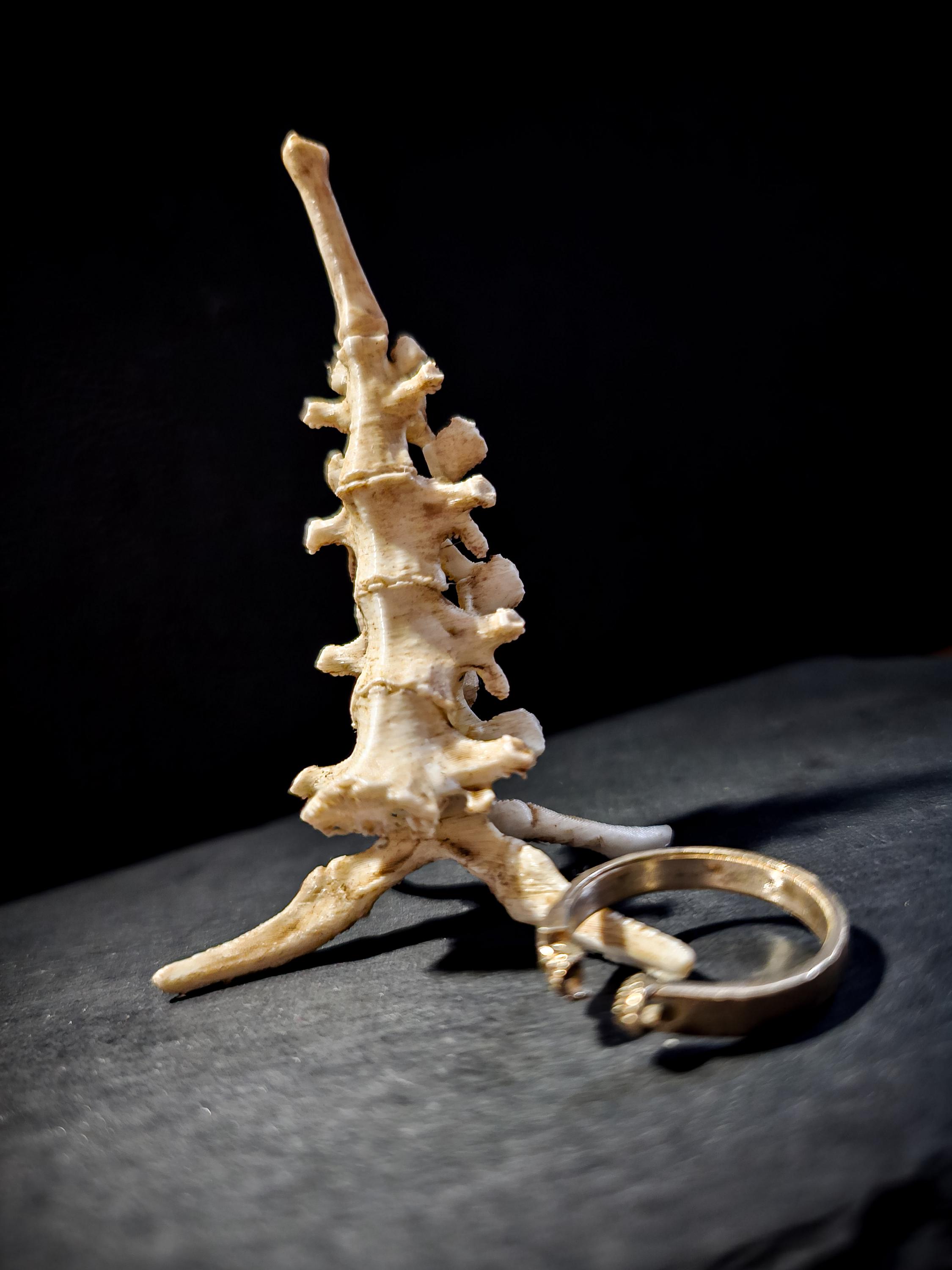 Spinal Ring Stand | Vertebrae Jewelry Display | Skeleton Ring Holder ...