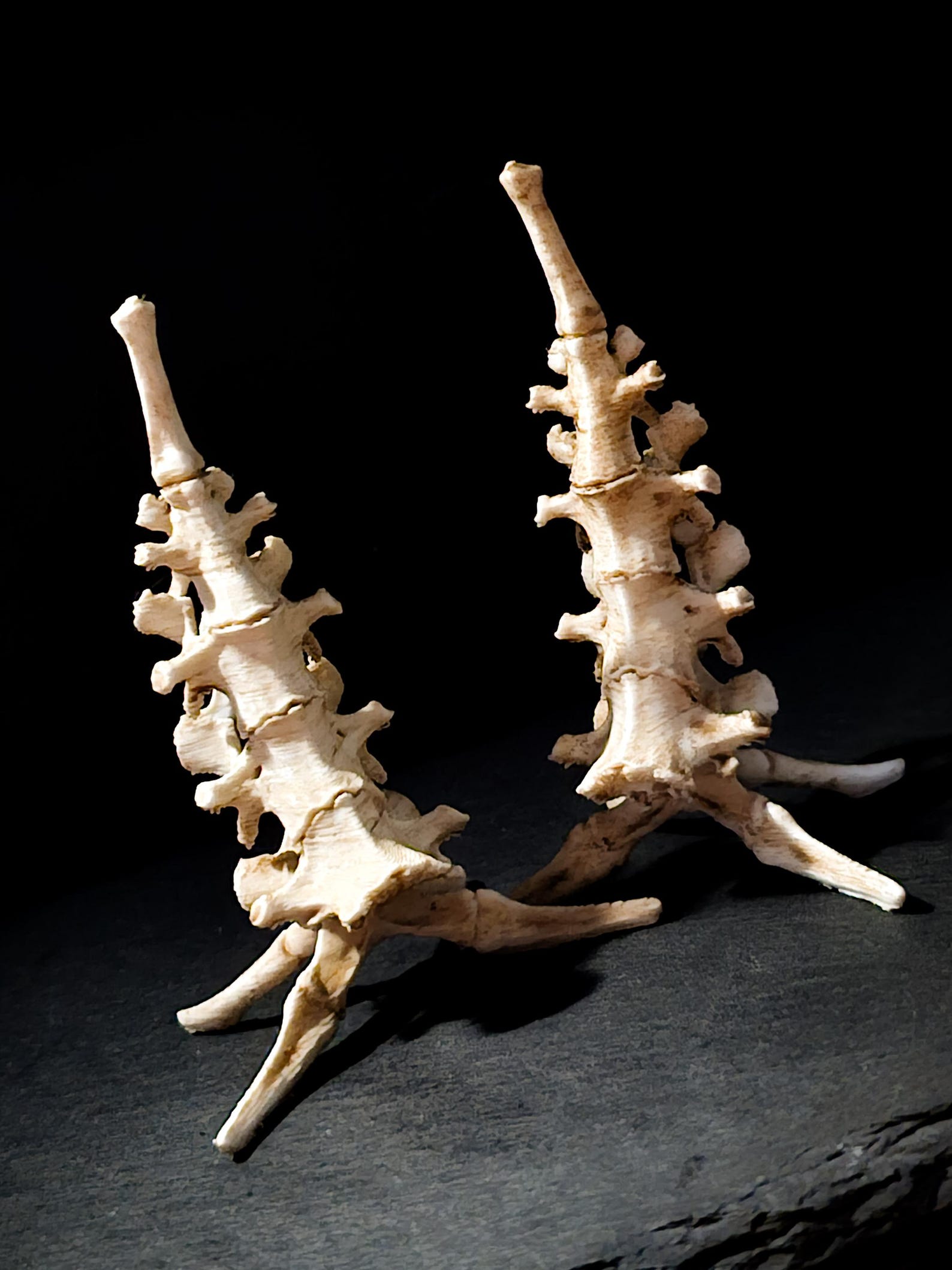 Spinal Ring Stand | Vertebrae Jewelry Display | Skeleton Ring Holder ...