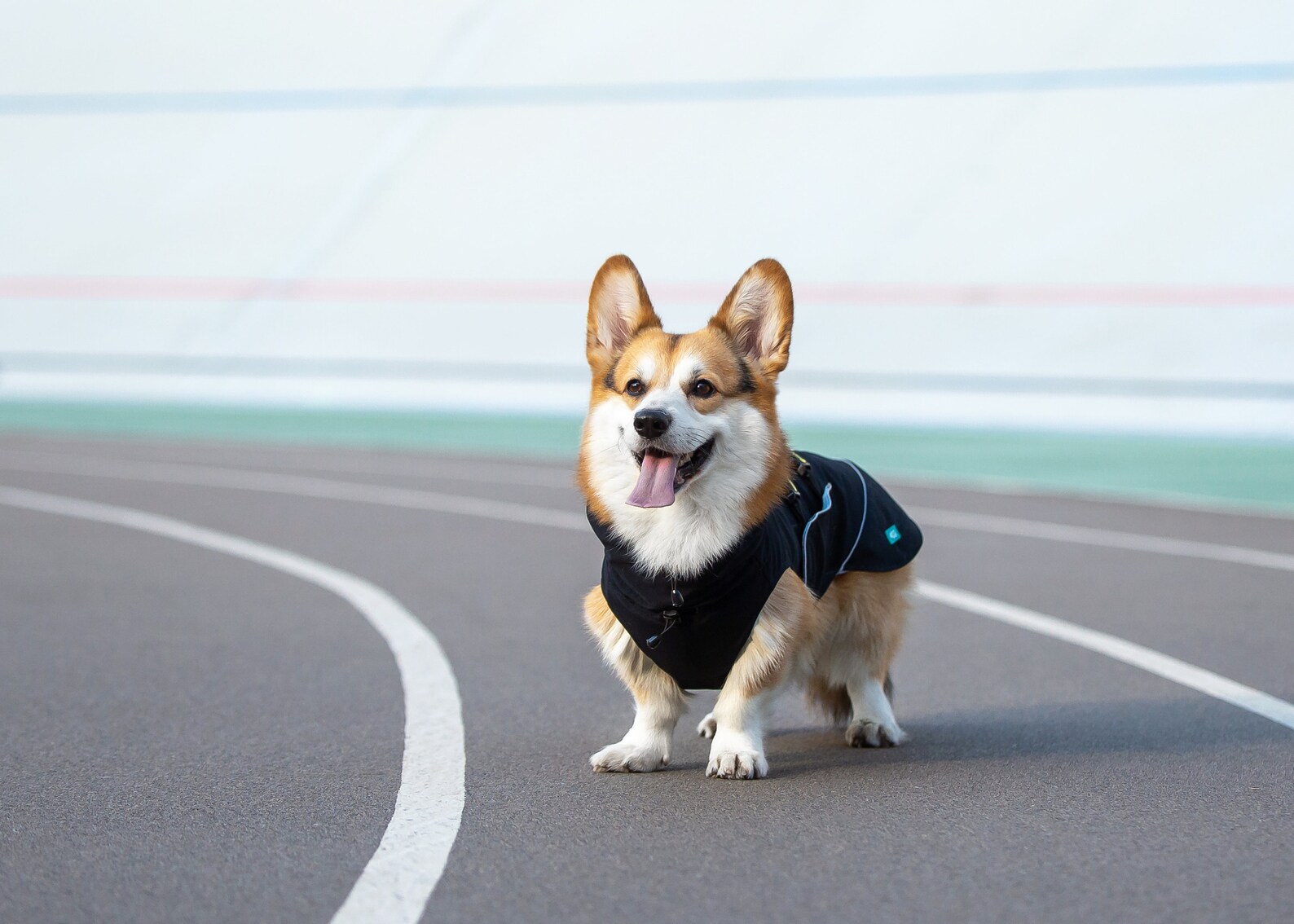 Dachshund / Corgi Waterproof Dog Raincoat Membrane Material | Etsy