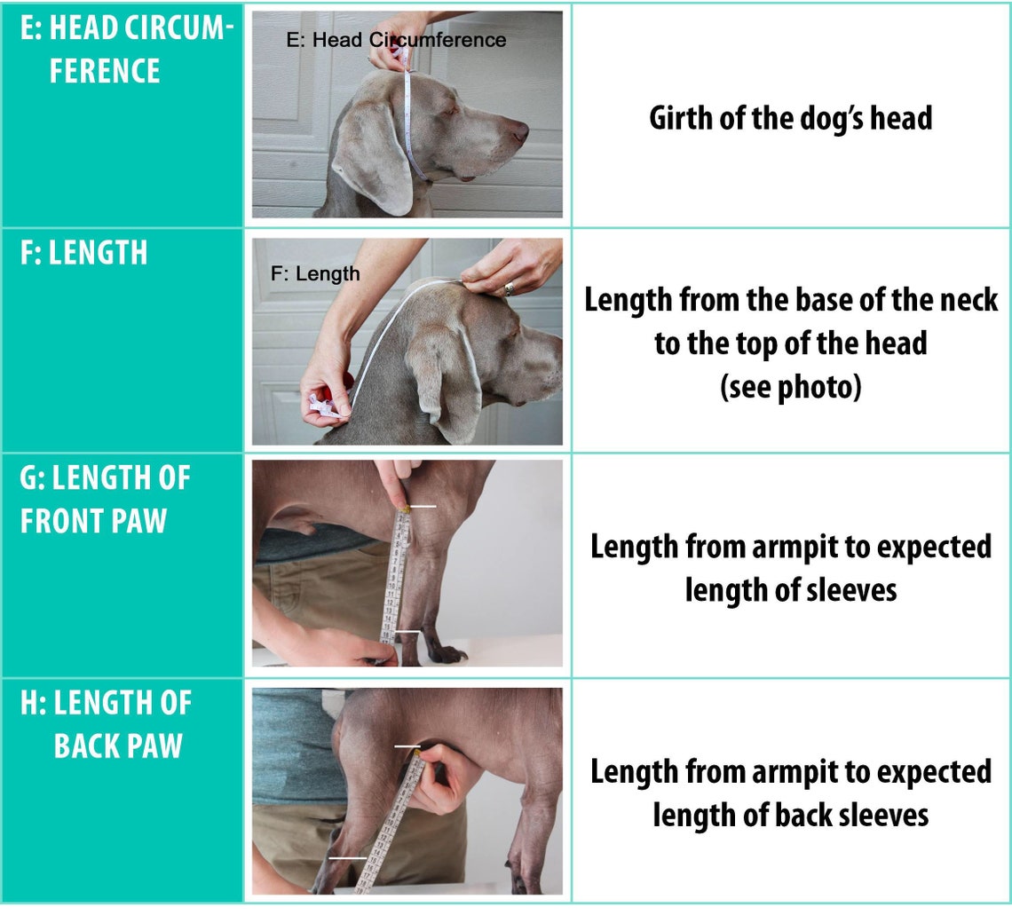 How to Take the Measurements of Your Dog Correctly | Etsy