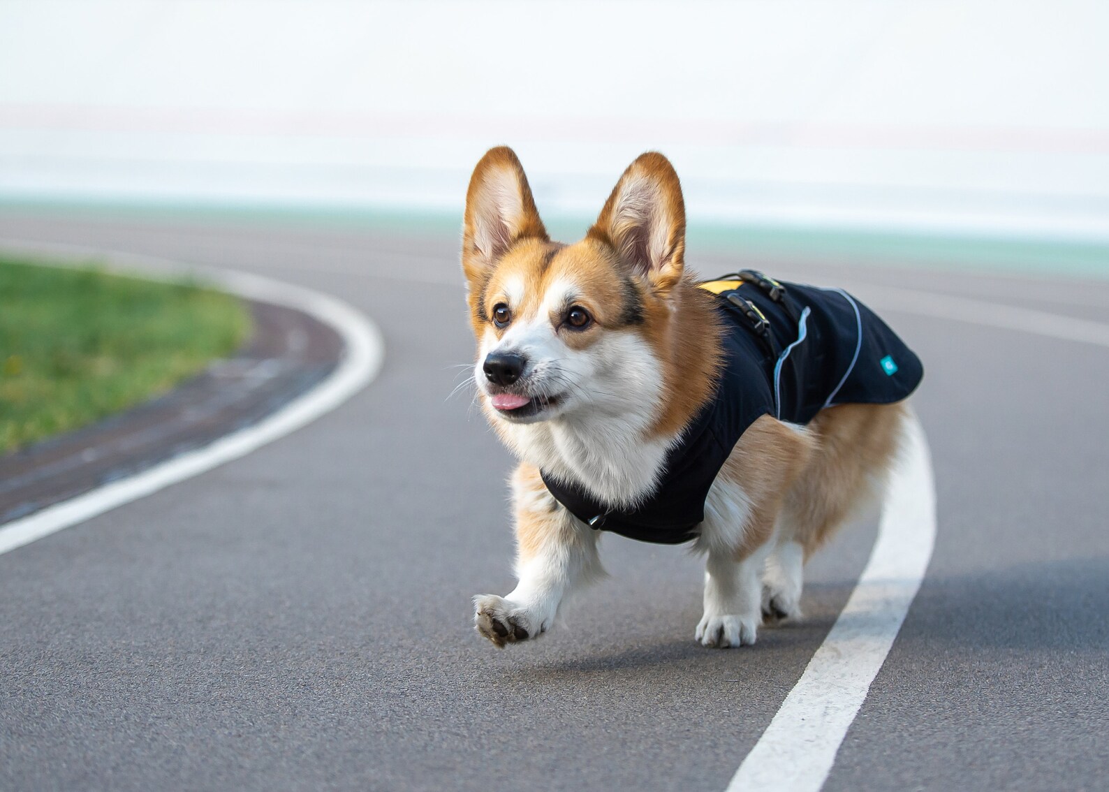 Dachshund / Corgi Waterproof Dog Raincoat Membrane Material - Etsy