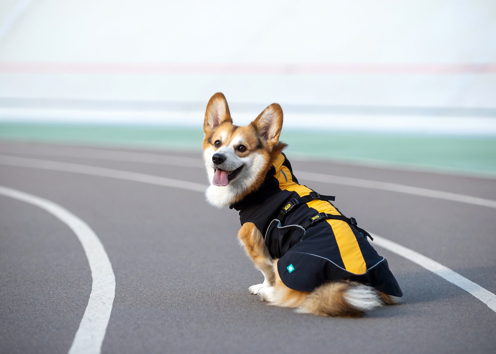 Dachshund / Corgi Waterproof Dog Raincoat Membrane Material | Etsy