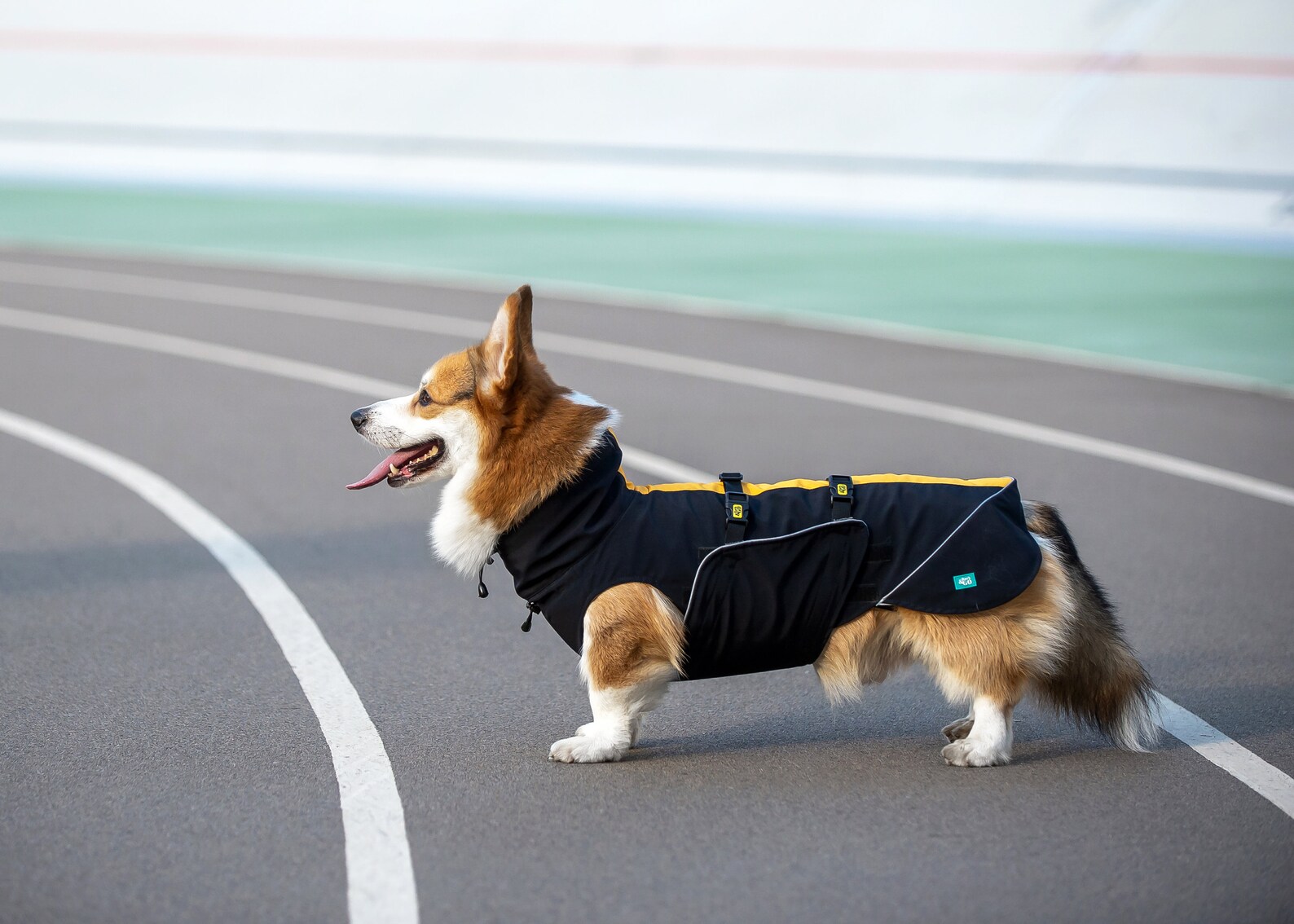 Dachshund / Corgi Waterproof Dog Raincoat Membrane Material - Etsy